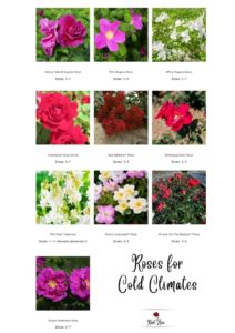 Growing Roses in Cold Climates (How To, Tips)