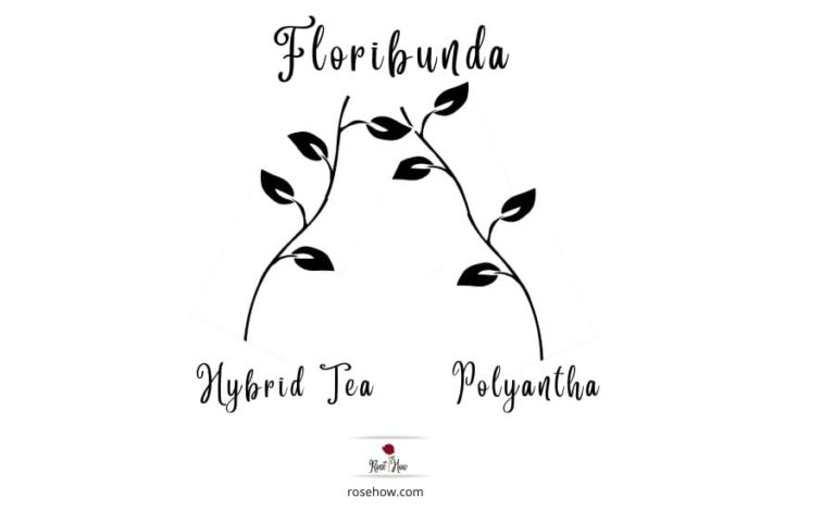 Floribunda vs Hybrid Tea Roses, Main Differences, Best Uses