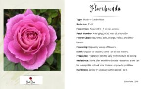 What Are Floribunda Roses: Features, Climate, Growing, Pests