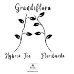 What Are Grandiflora Roses: Overview, Climate, Size, and Care