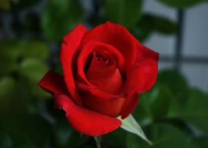 What Are Hybrid Tea Roses: Everything You Need to Know