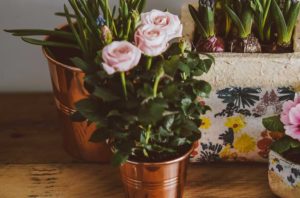 Best Pots for Roses: Types, Pros, and Cons, Which Is Best