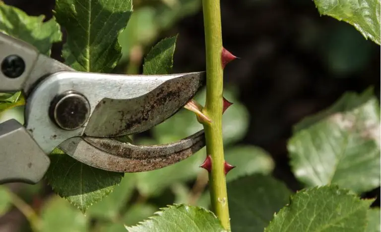 Do Mini Roses Need to Be Pruned? (When, How Much, and How)