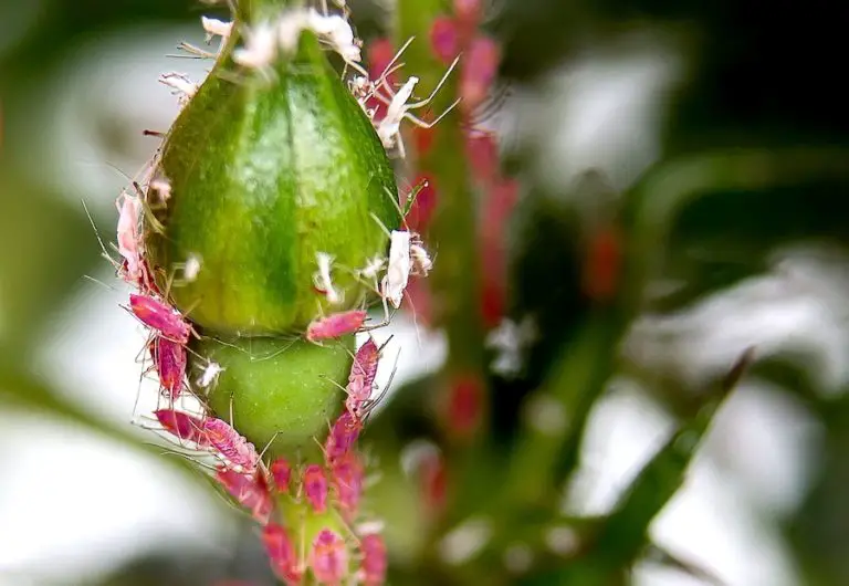 Aphids on Miniature Roses (Types & How To Tackle Them)