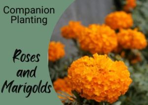 Roses and Marigolds Together: A Rose’s Best Friend and Why