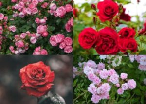 All Types of Roses: Floribunda, Grandiflora, and More