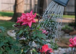 When to Water Roses: All Rose Watering Questions [Answered]