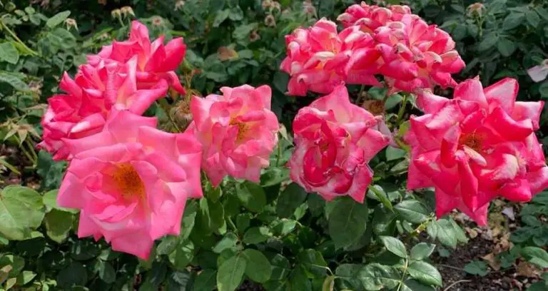 My Knockout Roses Look Terrible! Here’s the Problem! [Fixed]