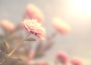 Do Roses Need Full Sun? Which Rose Plants for Partial Sun