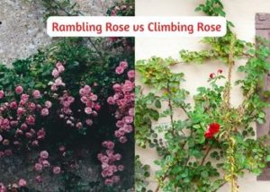 Rambling Rose vs Climbing Rose, Differences, Care, Uses