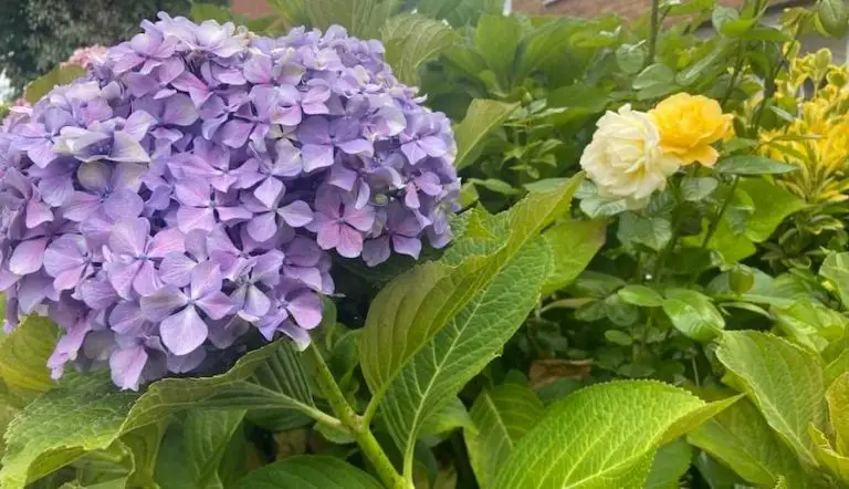 Roses and Hydrangeas Together: Beautiful Companions