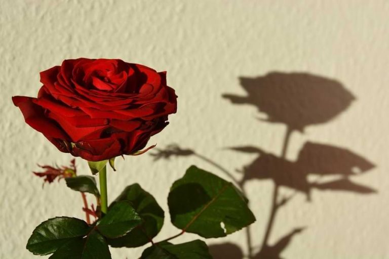 Do Mini Roses Need Full Sun? Easy Guide to Roses and Sun