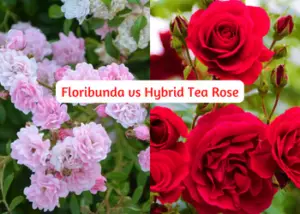 Floribunda vs Hybrid Tea Roses, Main Differences, Best Uses