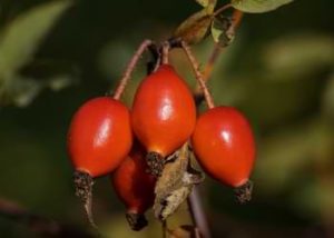 Should You Cut off Rose Hips? When, How, and Why