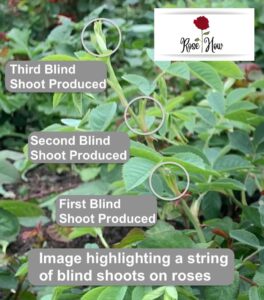 Blind Shoots on Roses: Causes, and How to Fix and Prevent It