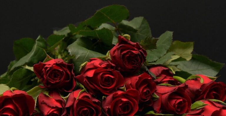 The Meaning of Red Roses: Love, Lore, Relationships, and More