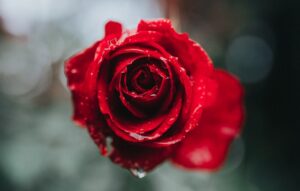 Where Do Roses Grow? Locations, Climate, and Requirements