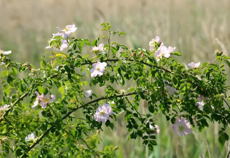 Where Do Roses Grow? Locations, Climate, and Requirements